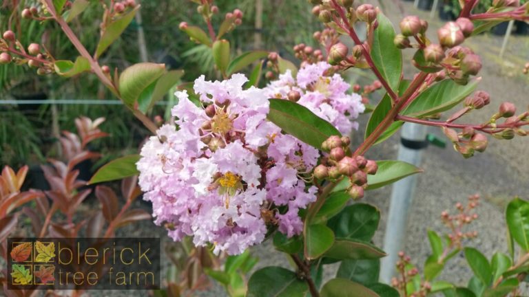 Lagerstroemia fauriei x indica - Yuma Crepe Myrtle - Blerick Tree Farm