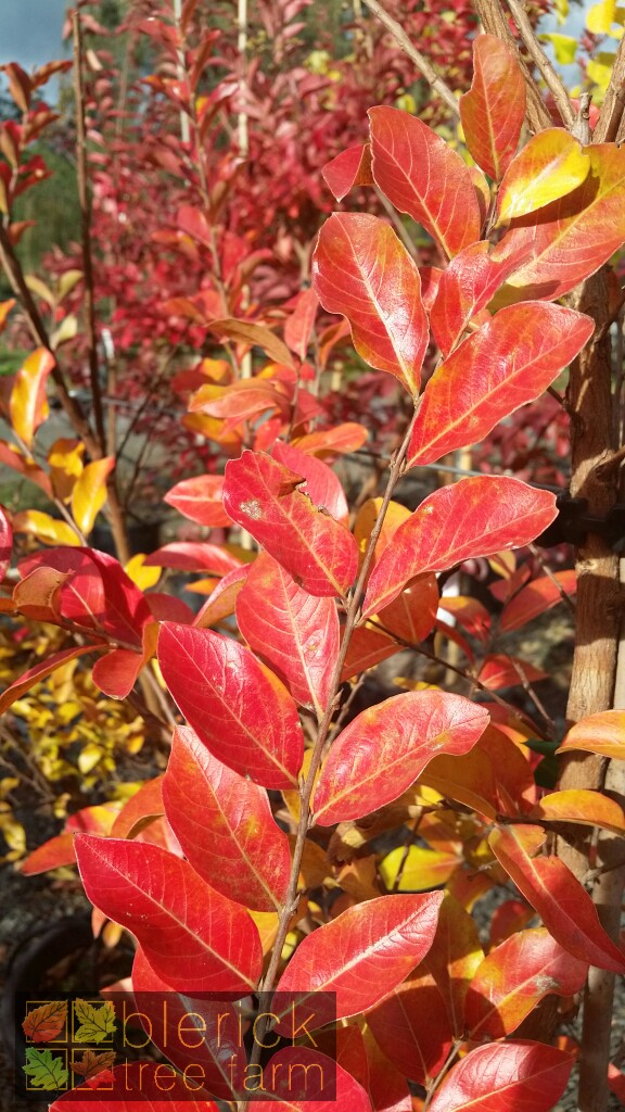 Lagerstroemia indica x fauriei - Zuni Crepe Myrtle - Blerick Tree Farm