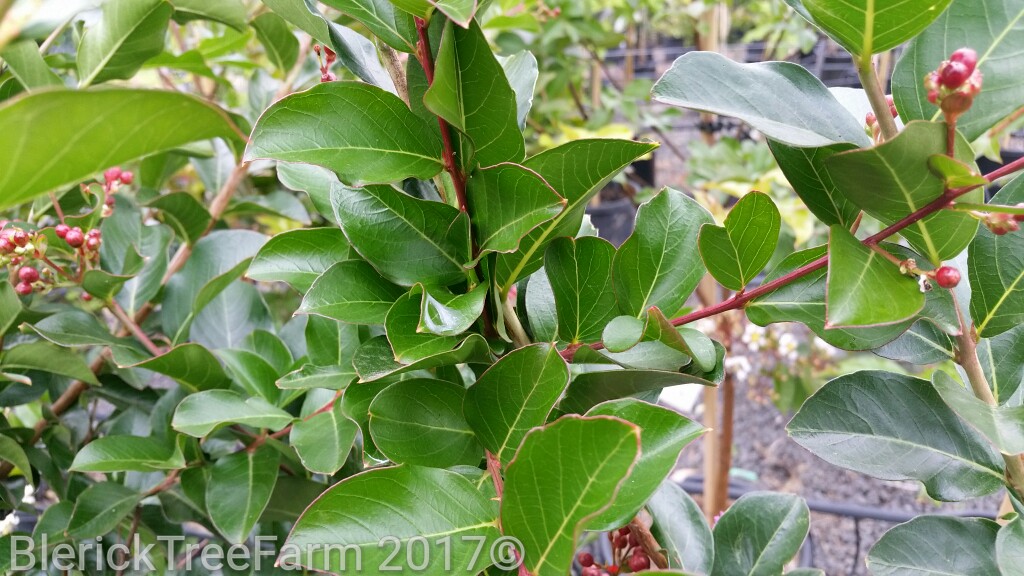 Lagerstroemia indica x fauriei - Zuni Crepe Myrtle - Blerick Tree Farm