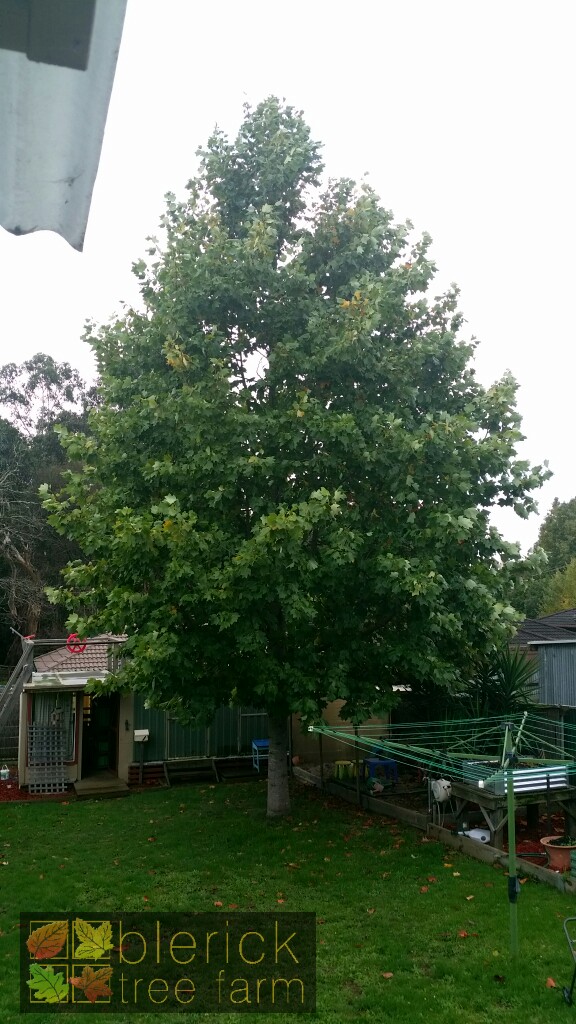 Liriodendron tulipfera - Tulip Tree - Blerick Tree Farm