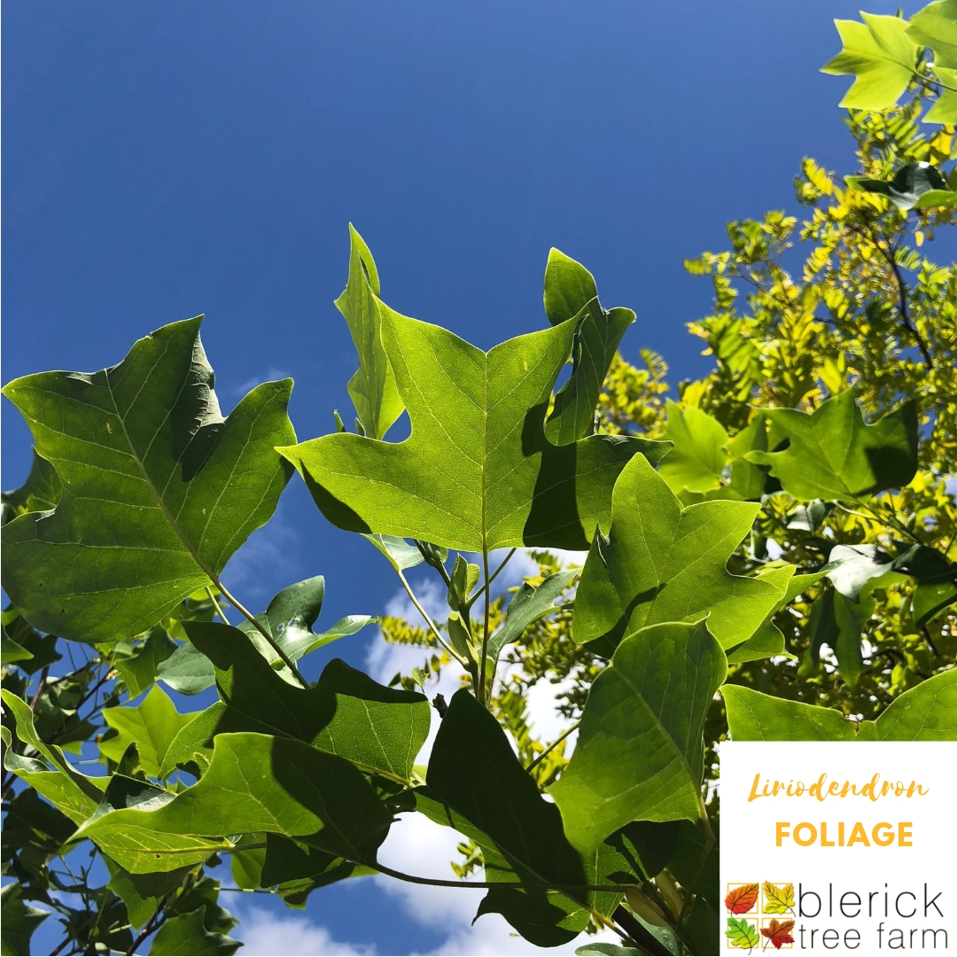 Liriodendron tulipifera - Tulip Tree - Blerick Tree Farm