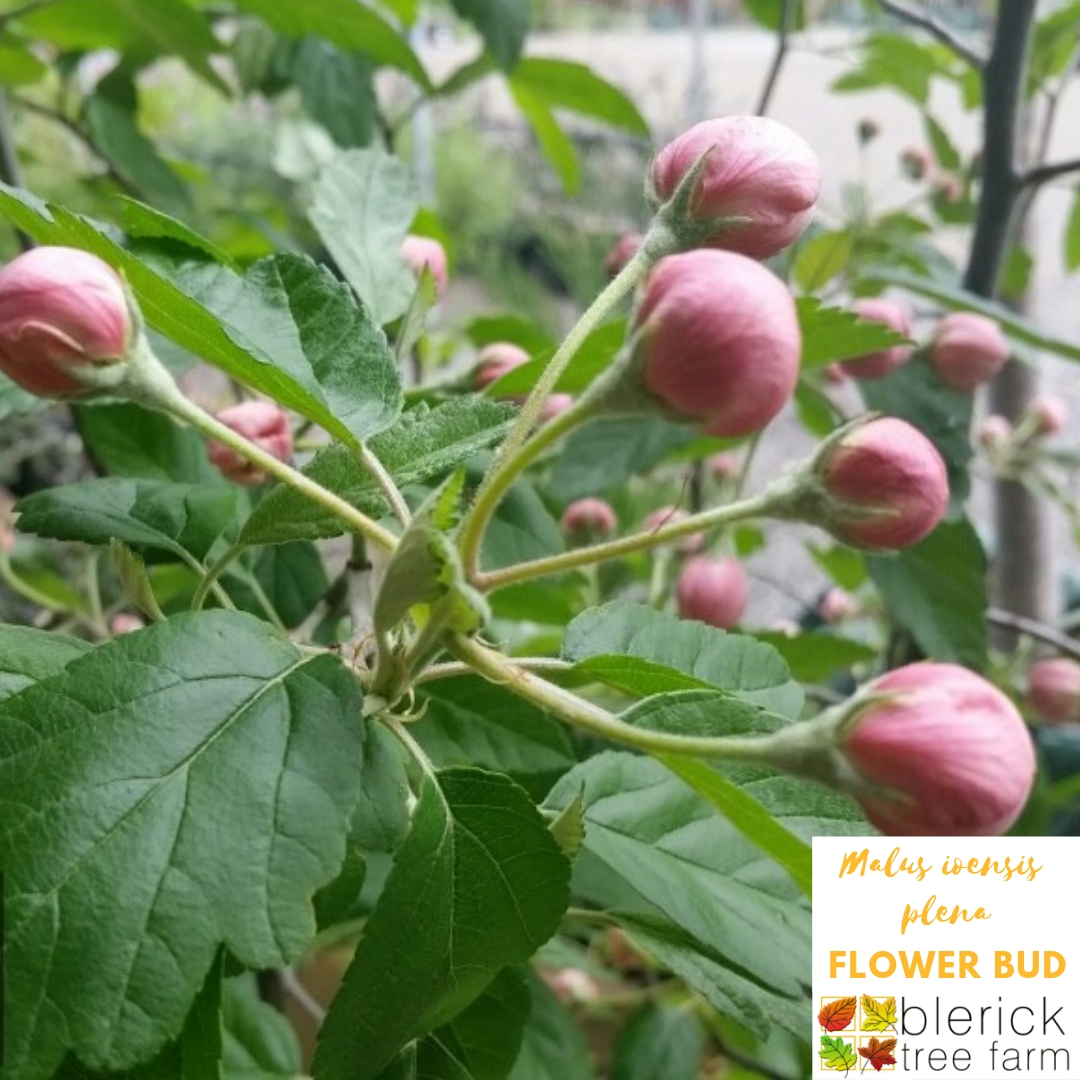 Malus ioensis 'Plena' - Flowering Crab Apple - Blerick Tree Farm