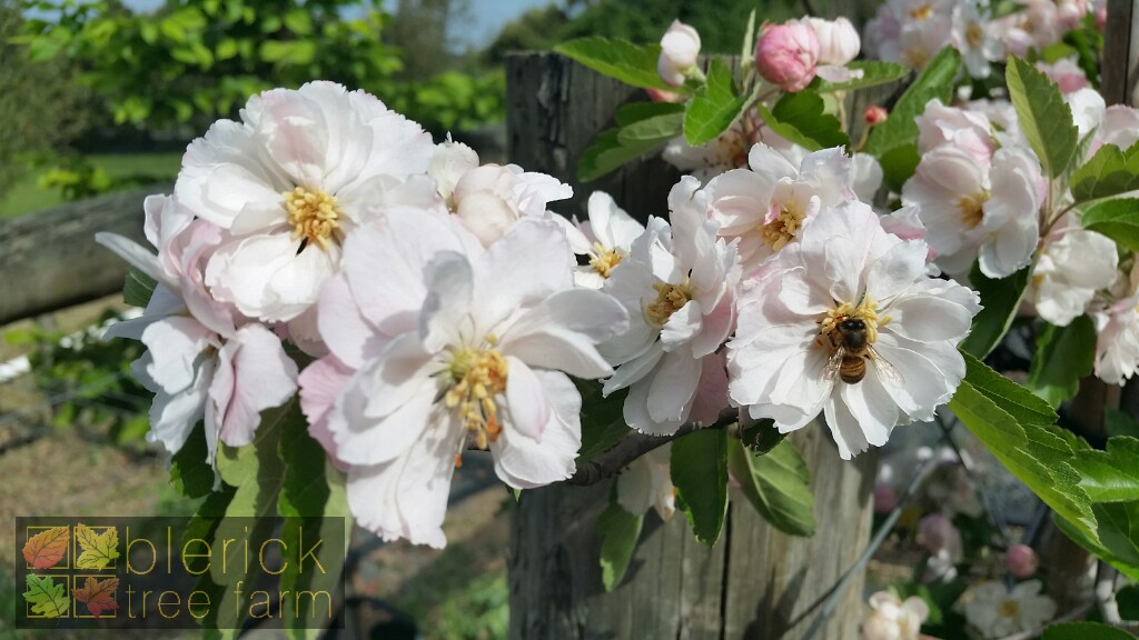 Malus ioensis 'Plena' - Flowering Crab Apple - Blerick Tree Farm