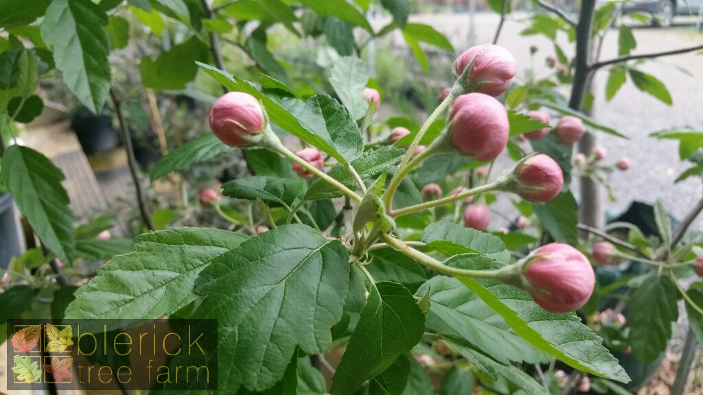 Malus ioensis 'Plena' - Flowering Crab Apple - Blerick Tree Farm