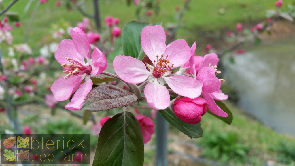 Malus ioensis 'Rubra' - Red Flowering Crab Apple - Blerick Tree Farm