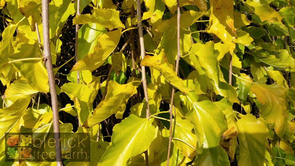 Morus alba pendula - Weeping Mulberry - Blerick Tree Farm