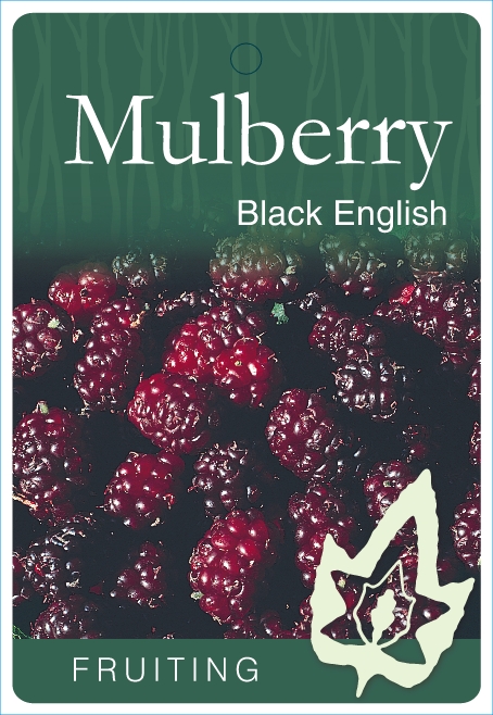 Mulberry – Black English - Blerick Tree Farm