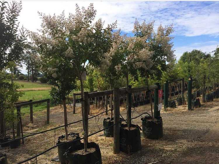 Natchez Crepe Myrtle | Lagerstroemia indica | Blerick Tree Farm