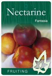 Nectarine – Fantasia - Blerick Tree Farm