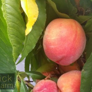 Peach - Tasty Zee - Blerick Tree Farm