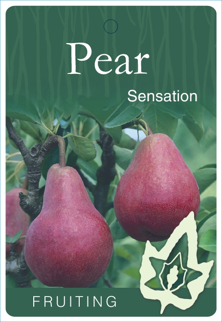 Pear – Sensation - Blerick Tree Farm