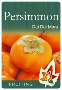 Persimmon - Dai Dai Maru - Blerick Tree Farm