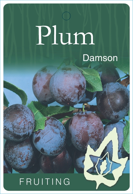 Plum – Damson - Blerick Tree Farm