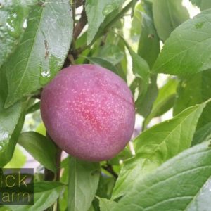 Plum - Luisa - Blerick Tree Farm