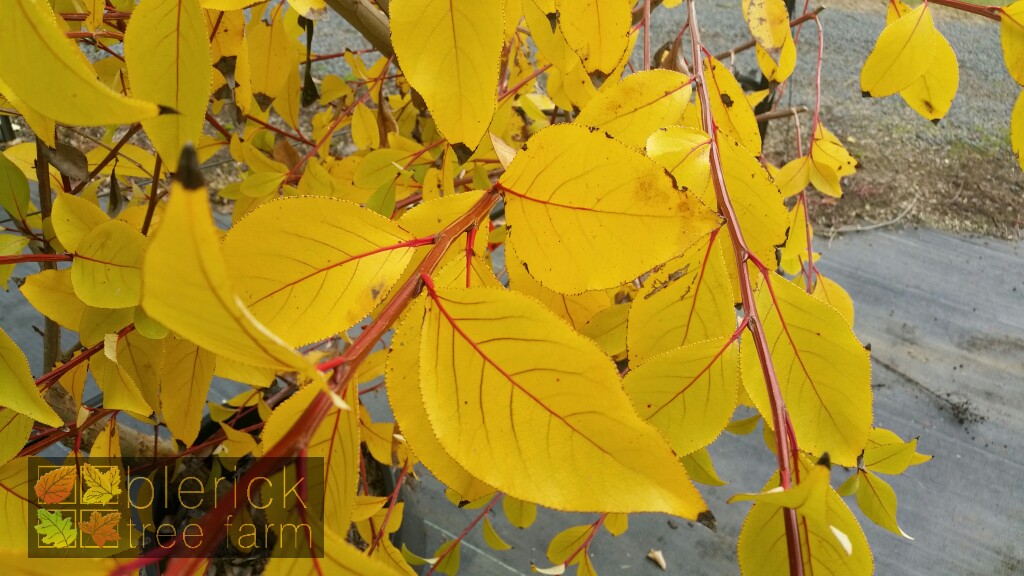 Populus deltoides x yunnanensis - Kawa' - Blerick Tree Farm