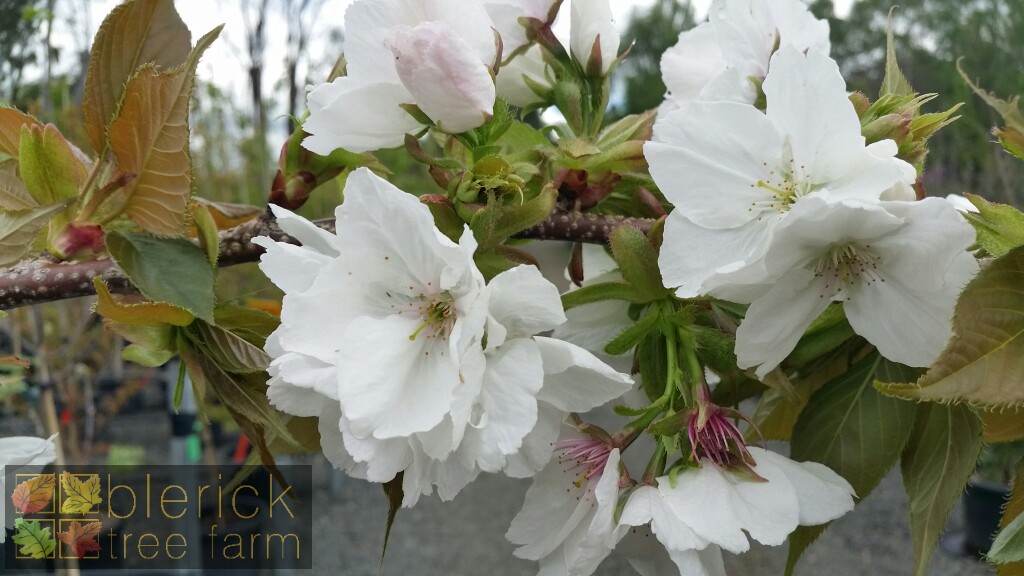 Prunus (Cherry) 'Tai Haku' - Blerick Tree Farm
