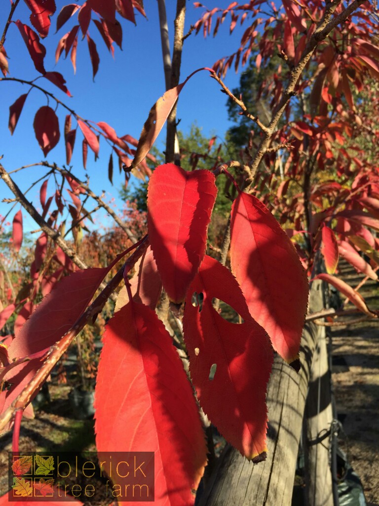 Prunus (Cherry) serrulata - 'Ukon' - Blerick Tree Farm