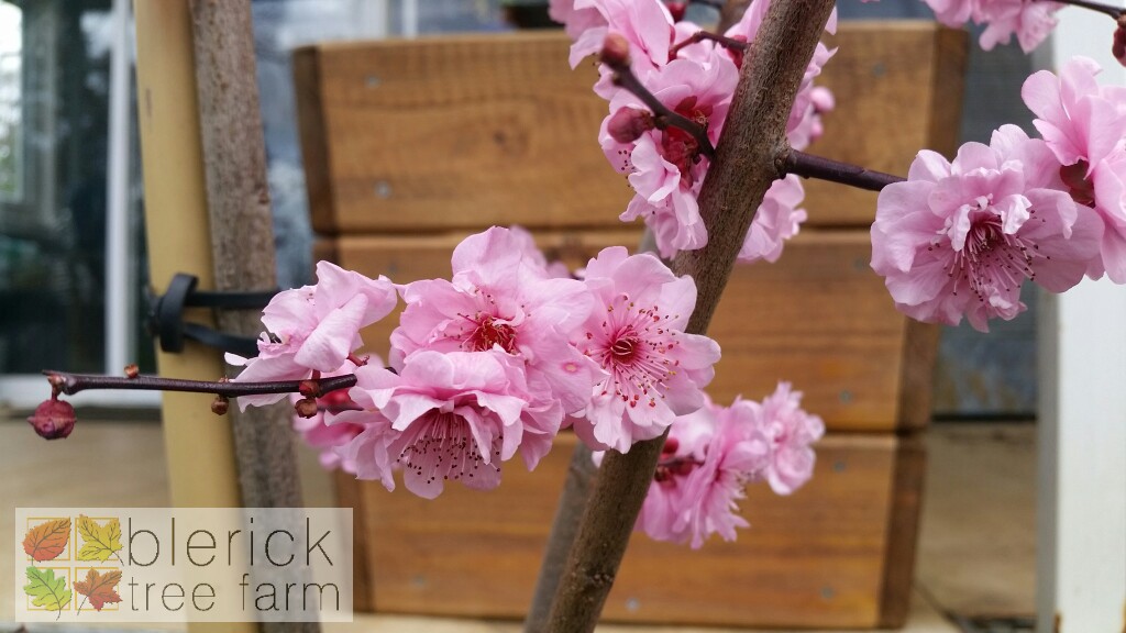 Prunus x blireana - Pink Flowering Plum - Blerick Tree Farm