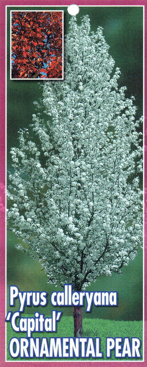Pyrus calleryana - Capital - Blerick Tree Farm