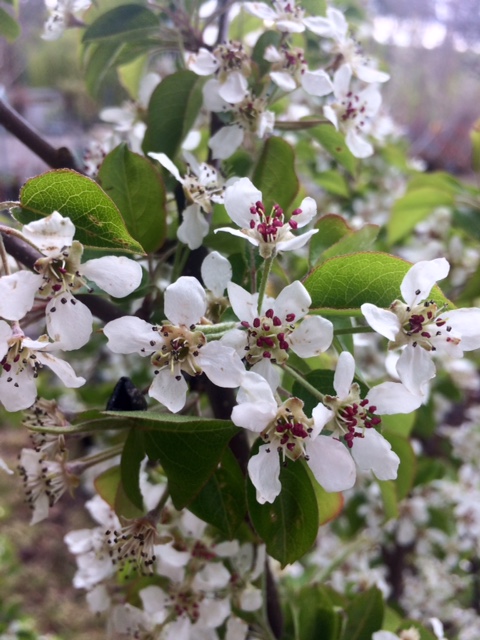Pyrus fauriei - Korean Sun - Blerick Tree Farm