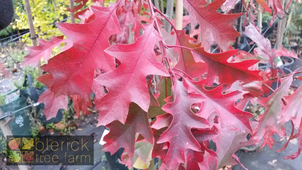 Quercus coccinea - Scarlet Oak - Blerick Tree Farm