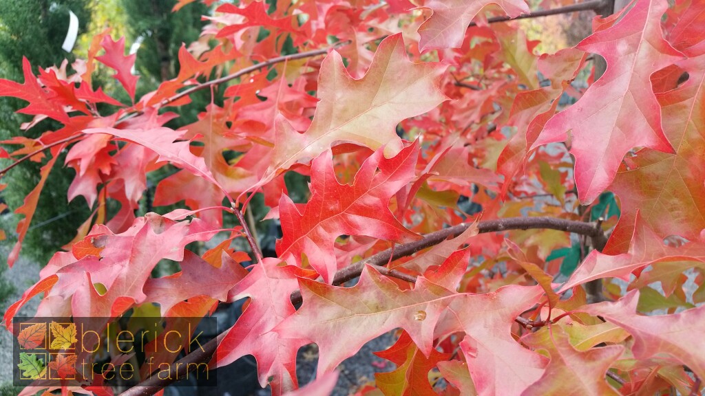 Quercus palustris - Pin Oak - Blerick Tree Farm