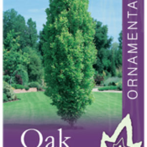 Quercus (Oak) Archives - Blerick Tree Farm