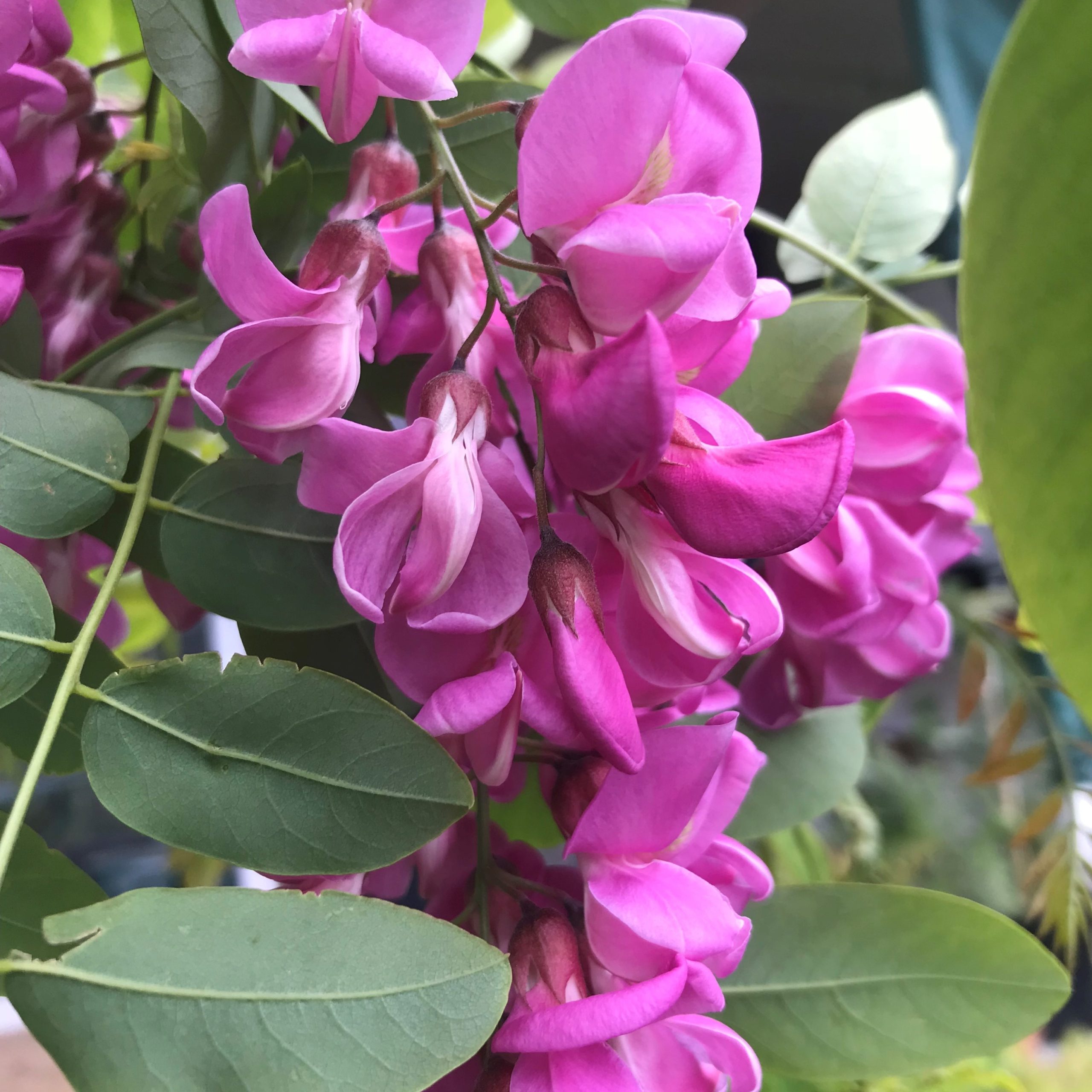 Robinia x ambigua - Casque Rouge - Blerick Tree Farm