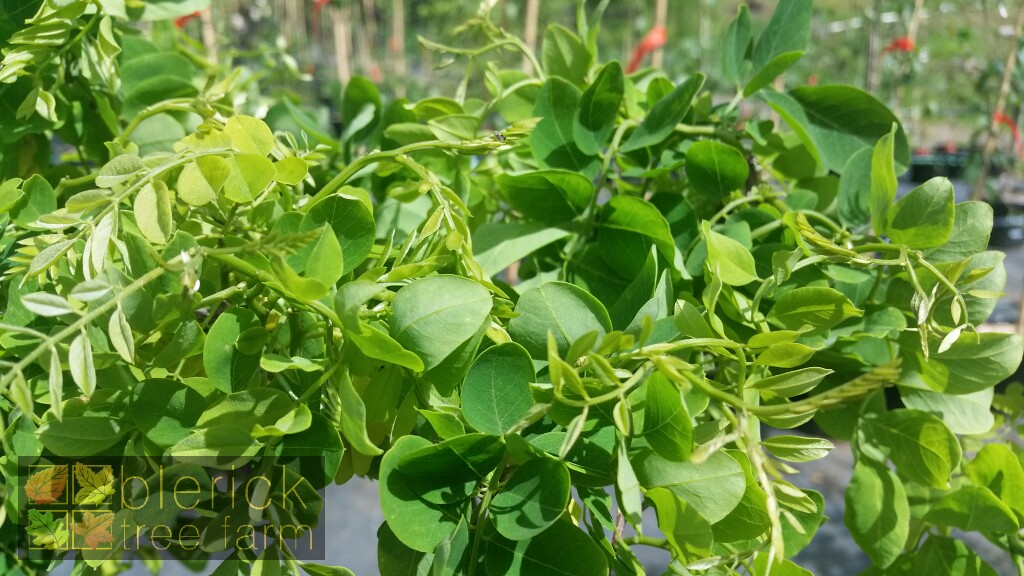 Robinia pseudoacacia tortuosa - Lace Lady - Blerick Tree Farm