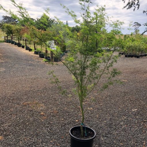 Narrow driveway trees Archives - Blerick Tree Farm