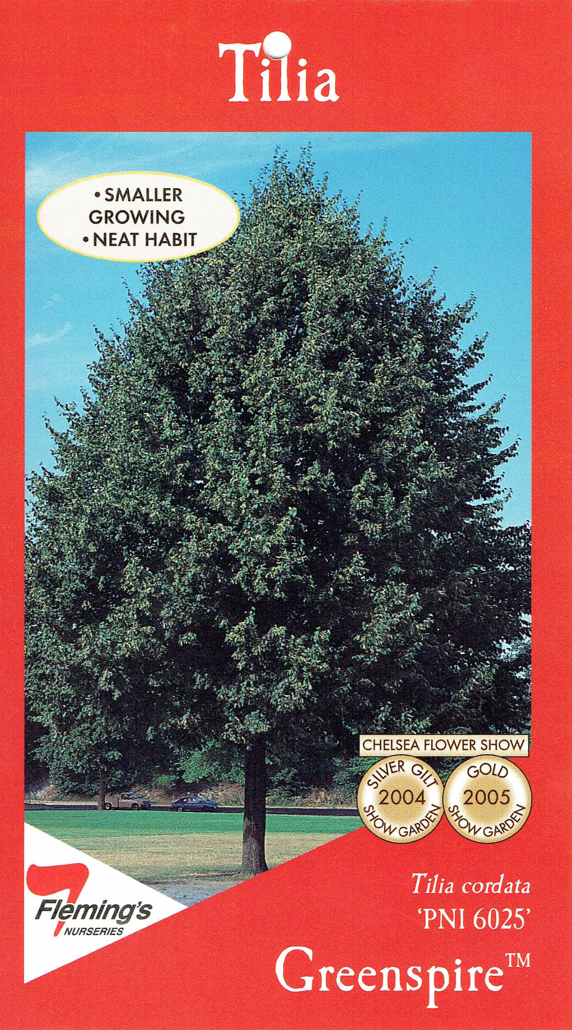 Tilia cordata - Greenspire™ - Blerick Tree Farm