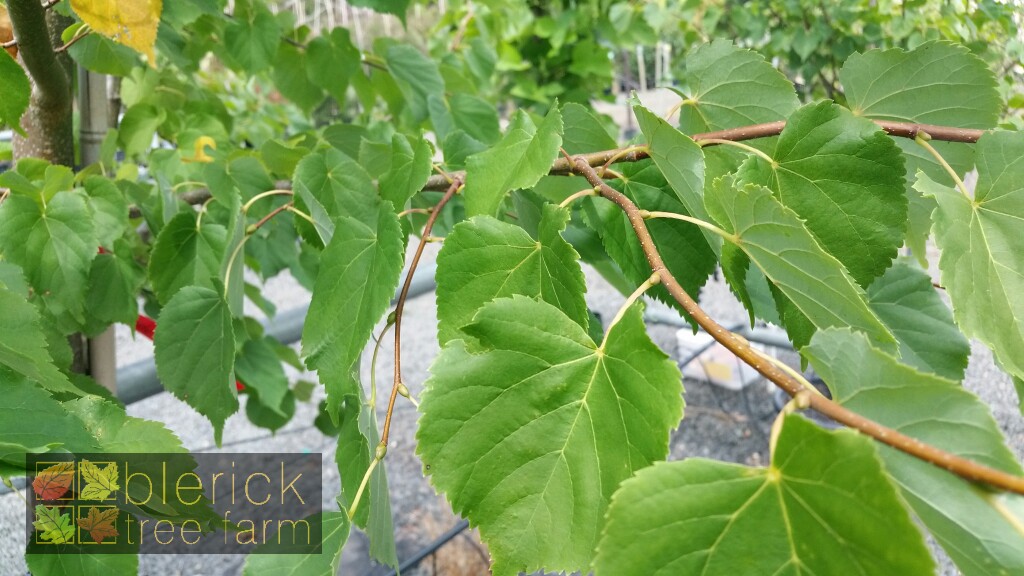 Tilia cordata - Linden Tree - Blerick Tree Farm