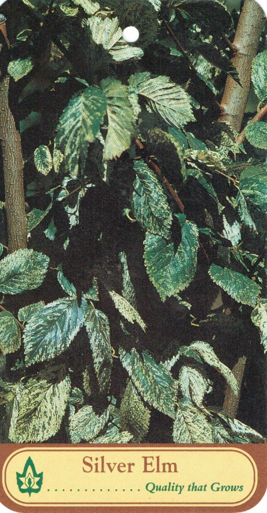 Ulmus minor variegata - Silver Elm - Blerick Tree Farm