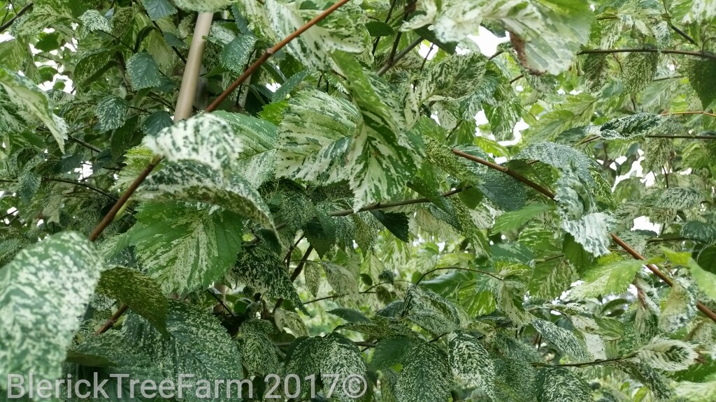 Ulmus minor variegata - Silver Elm - Blerick Tree Farm