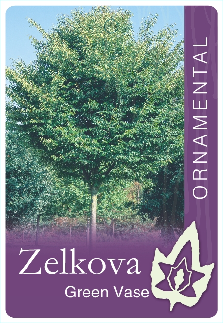 Zelkova serrata - Green Vase - Blerick Tree Farm