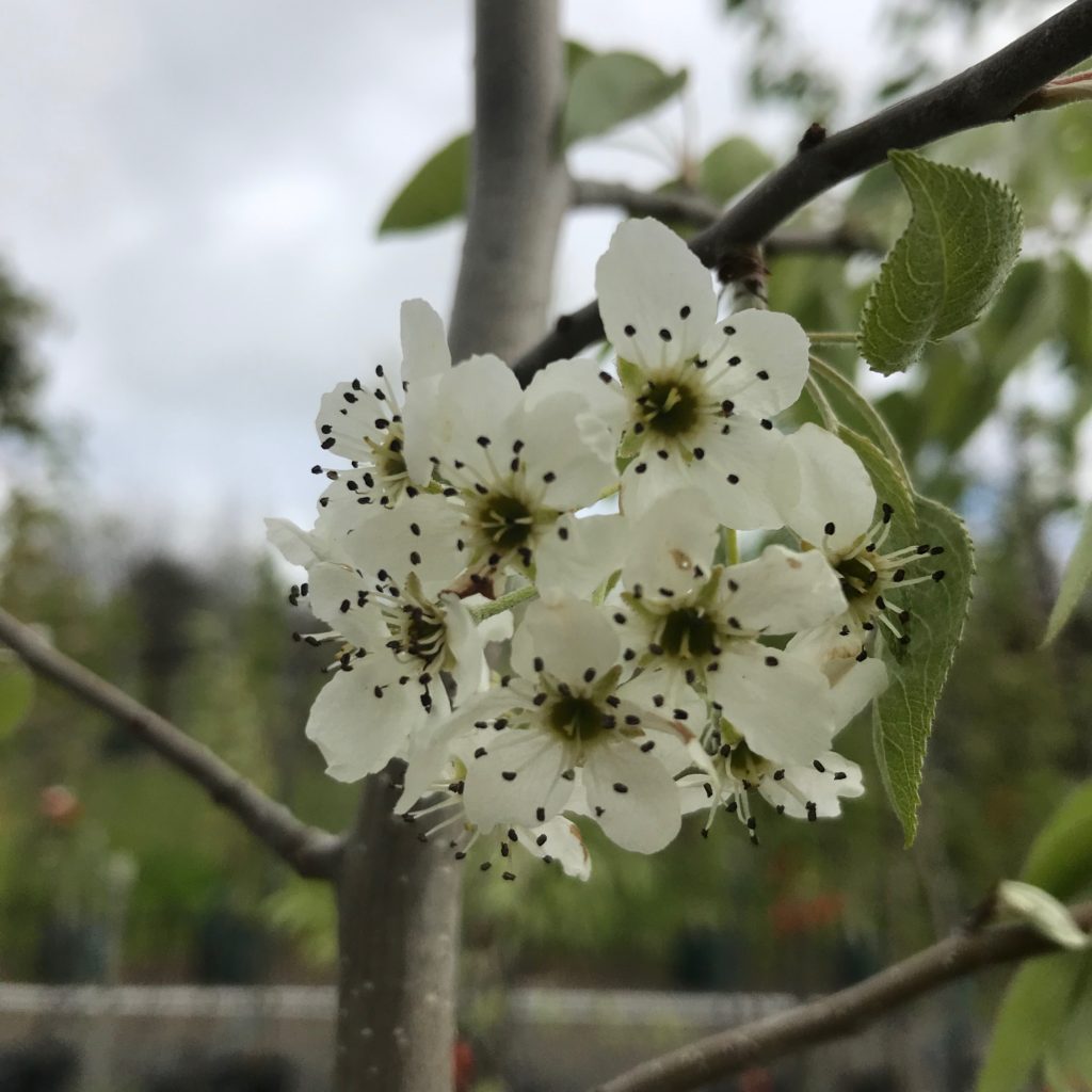 Pyrus nivalis - Snow Pear - Blerick Tree Farm