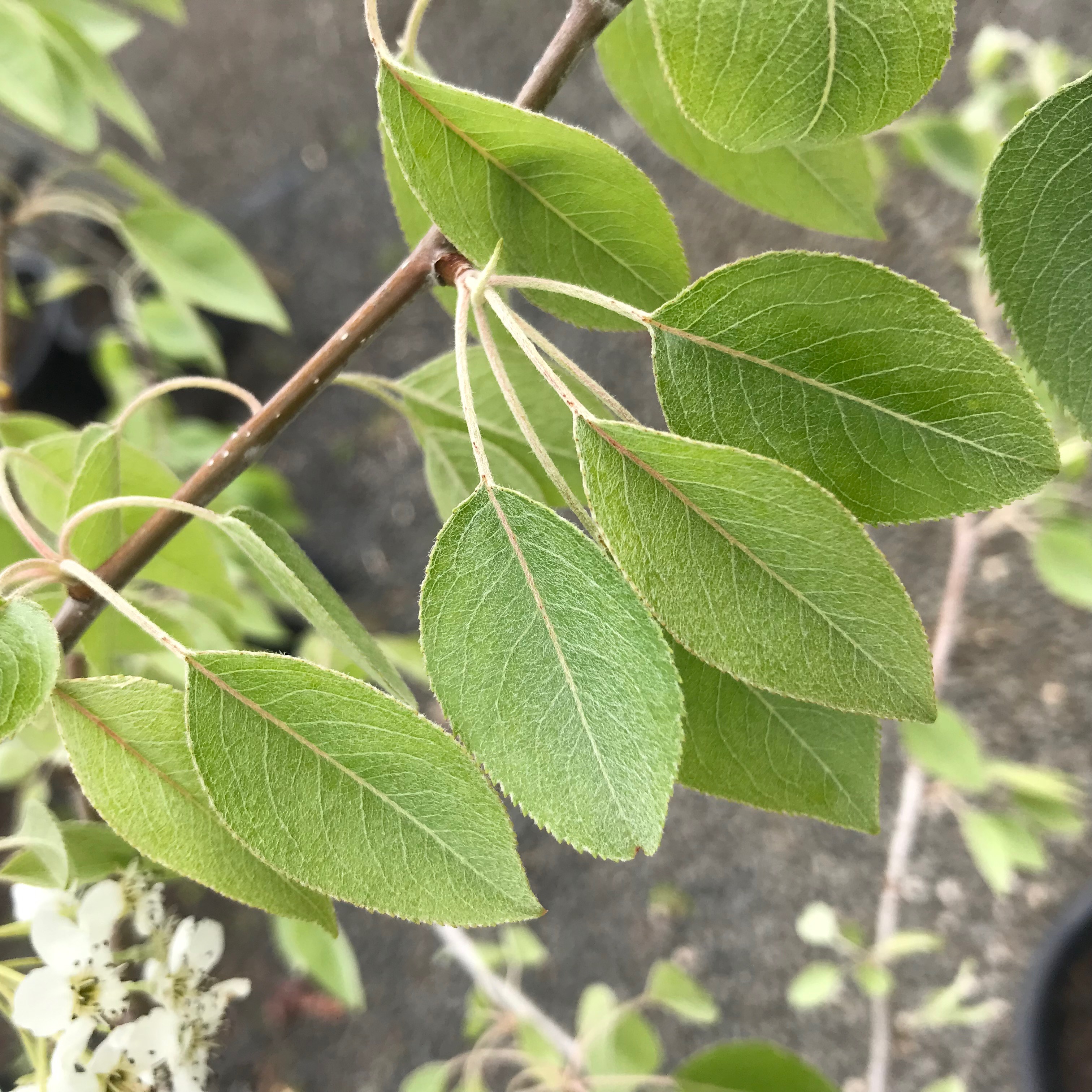 Pyrus nivalis - Snow Pear - Blerick Tree Farm