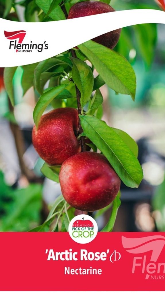 Nectarine - Arctic Rose - Blerick Tree Farm