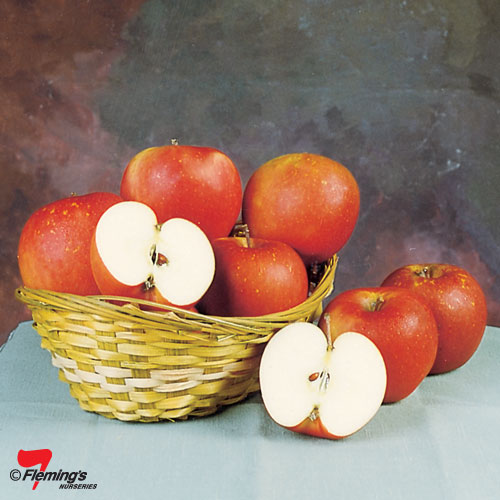 Apple - Red Fuji - Blerick Tree Farm