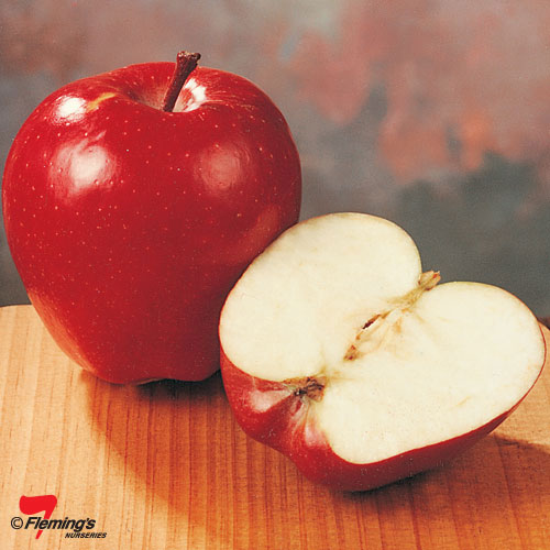 Apple - Red Delicious - Blerick Tree Farm