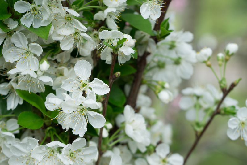 Pyrus calleryana - Capital - Blerick Tree Farm