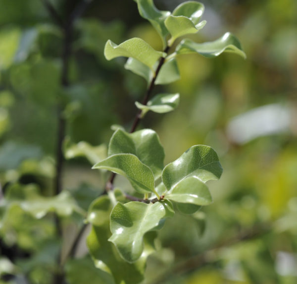 Pittosporum tenuifolium 'Silver Sheen' - Blerick Tree Farm