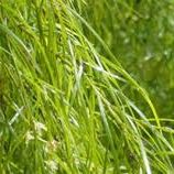 Lime Magik | Acacia cognata | Buy Trees Online | Blerick Tree Farm