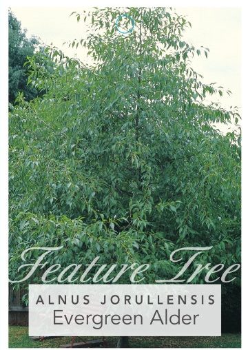Alnus jorullensis - Evergreen Alder - Blerick Tree Farm