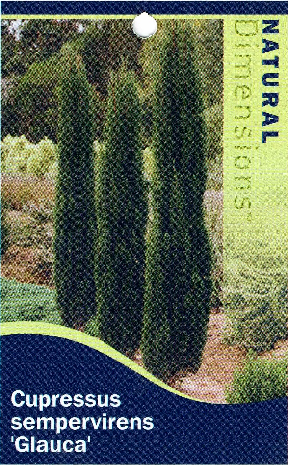 Pencil Pine Trees available from Blerick Tree Farm. Italian Pencil Pines