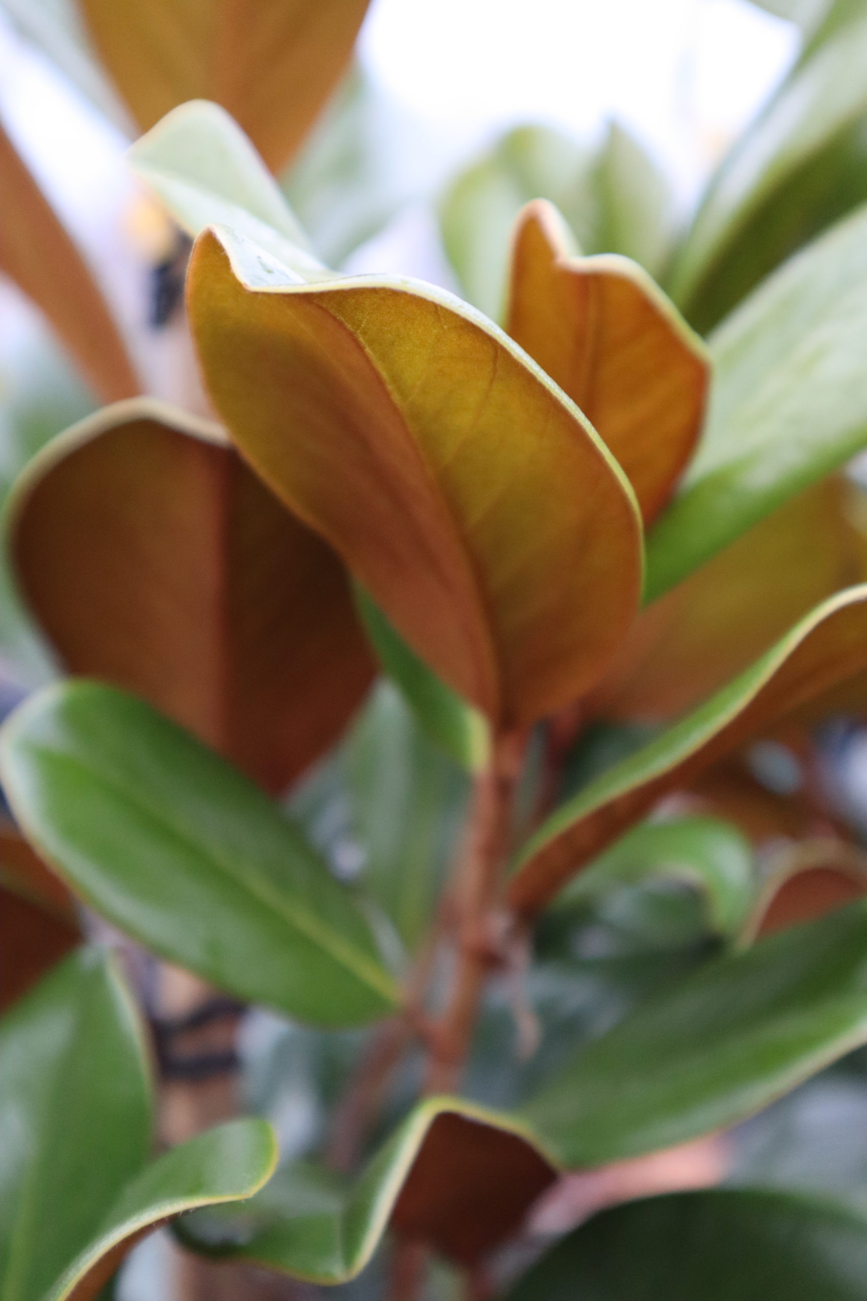 Magnolia grandiflora 'Teddy Bear' - Blerick Tree Farm