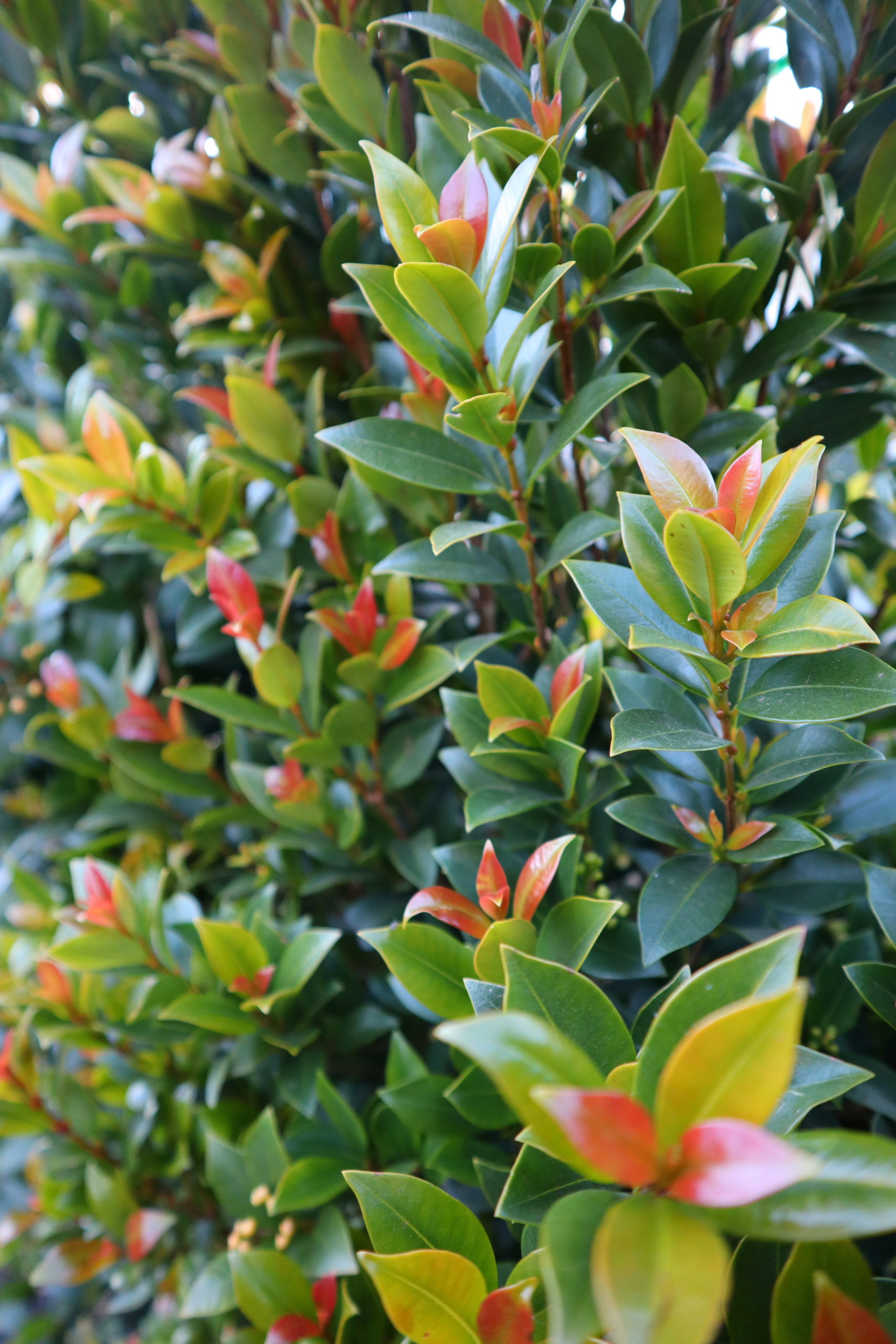 Syzygium australe 'Hinterland Gold' - Blerick Tree Farm