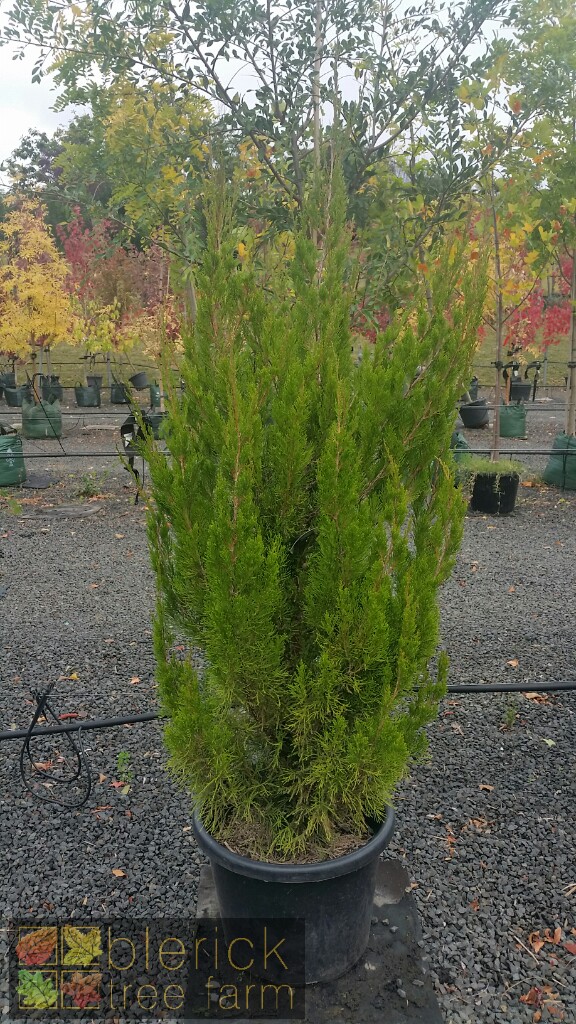Junipers chinensis 'Spartan' - Blerick Tree Farm