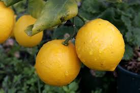 Lemon - Lemonade - Blerick Tree Farm
