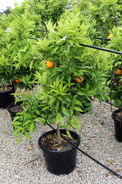 Orange - Mediterranean Sweet - Blerick Tree Farm